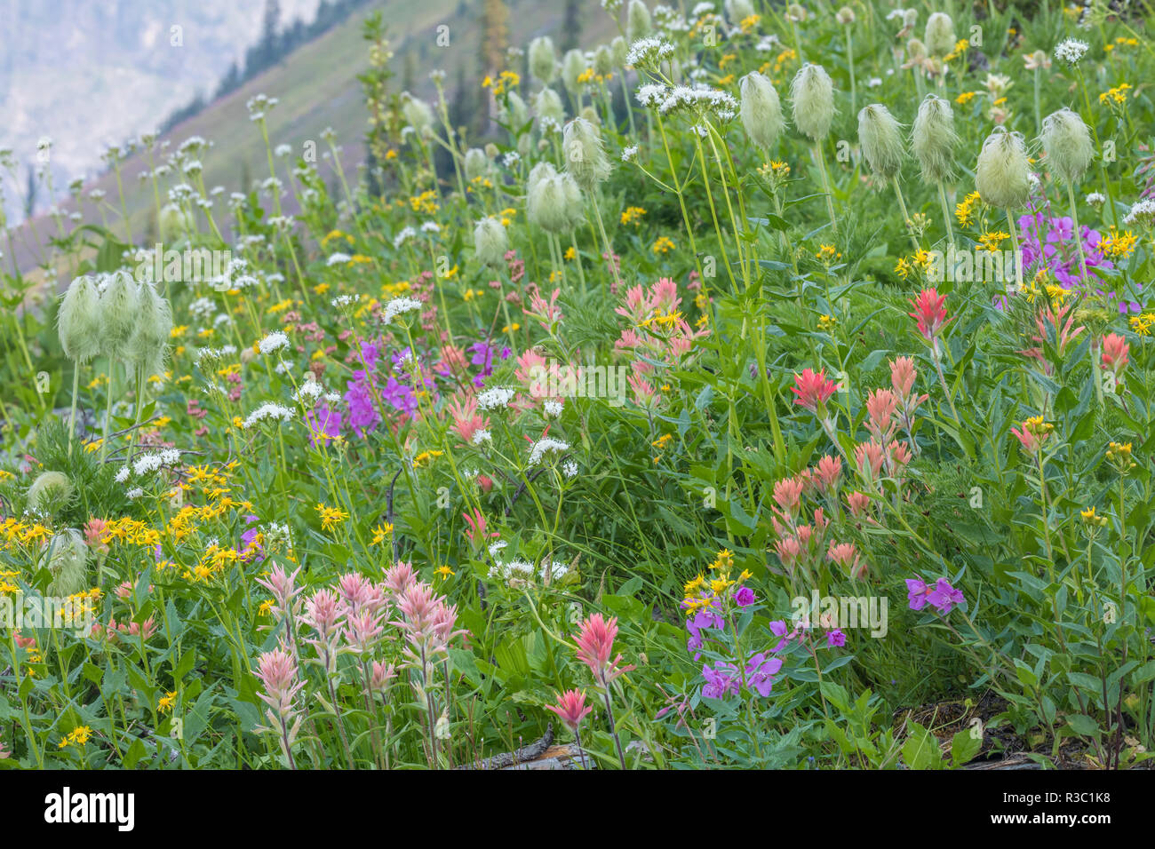 Wildflowers british columbia hi-res stock photography and images - Alamy