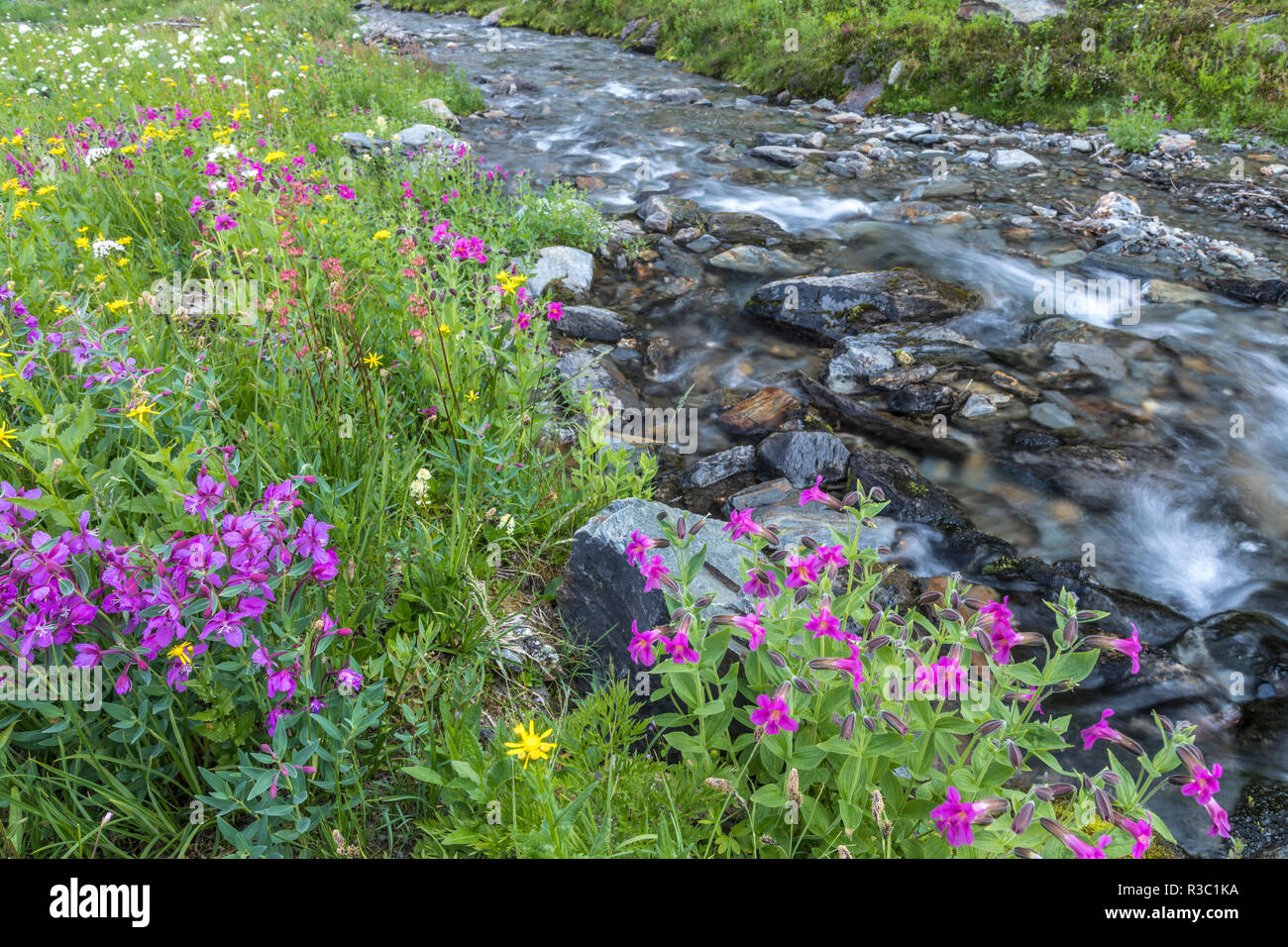 Wildflowers stream creek river summer hi-res stock photography and ...