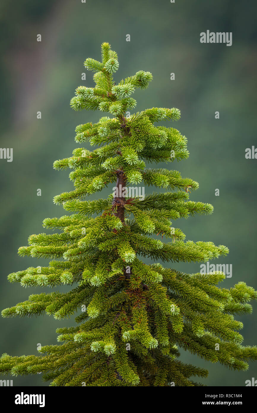 Evergreen tree british columbia hi-res stock photography and images - Alamy
