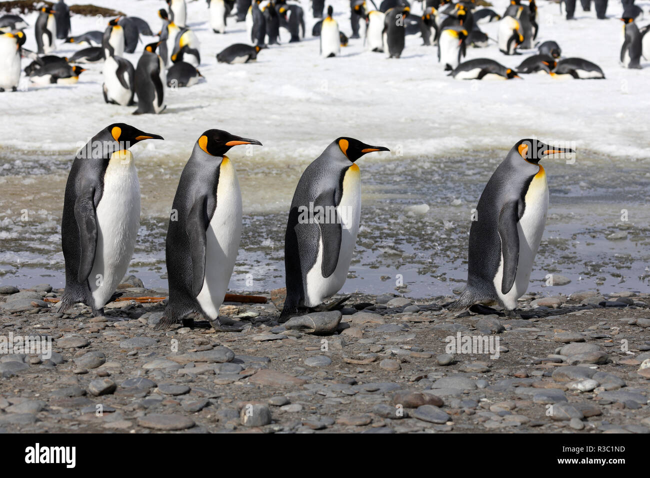 Four king penguins walk in hi-res stock photography and images - Alamy