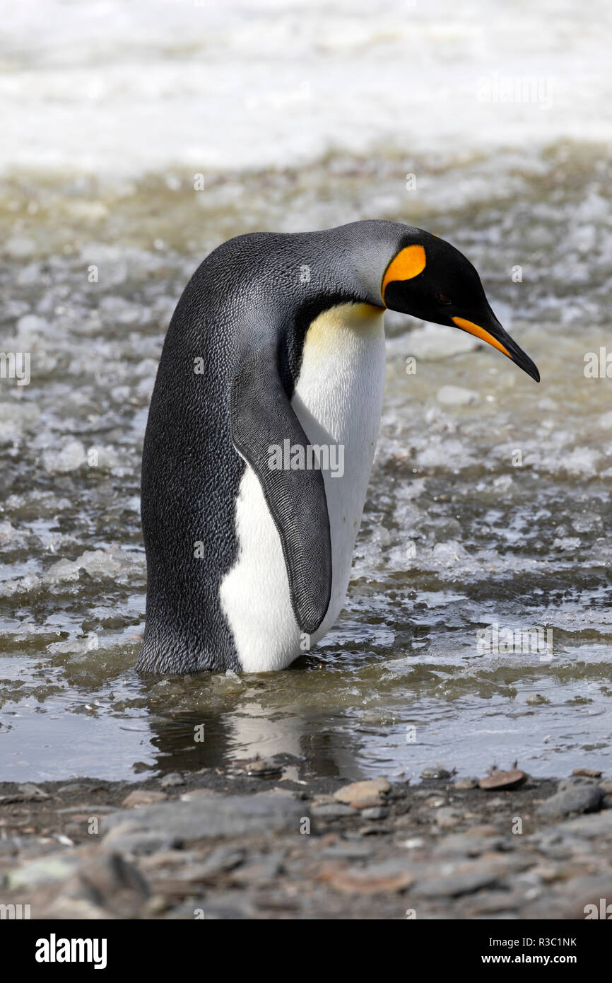 A king penguin stands in slush on Salisbury Plain on South Georgia in ...