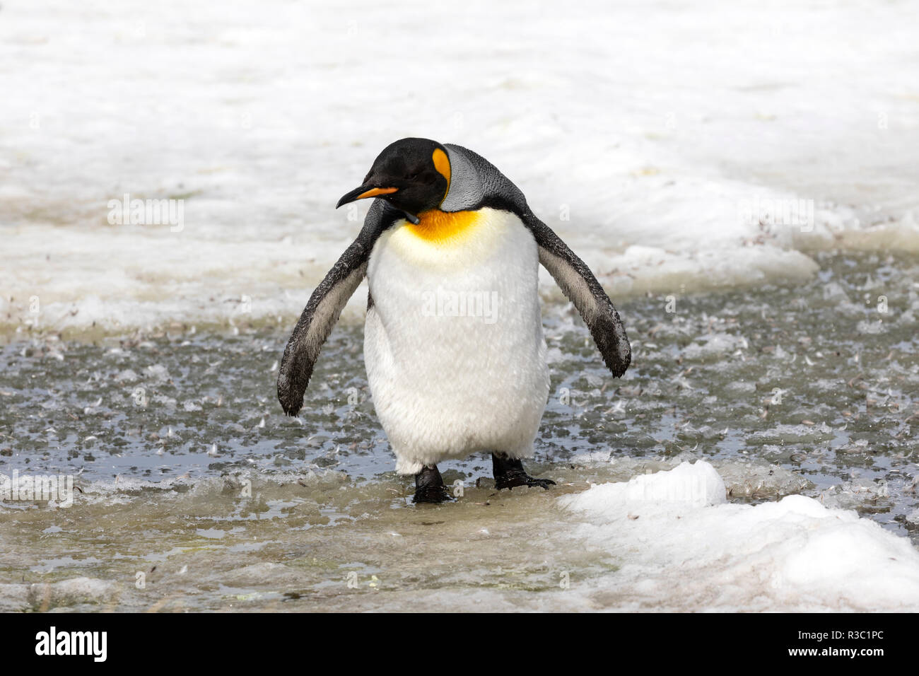 A juvenile king penguin waddles in the slush on Salisbury Plain on ...