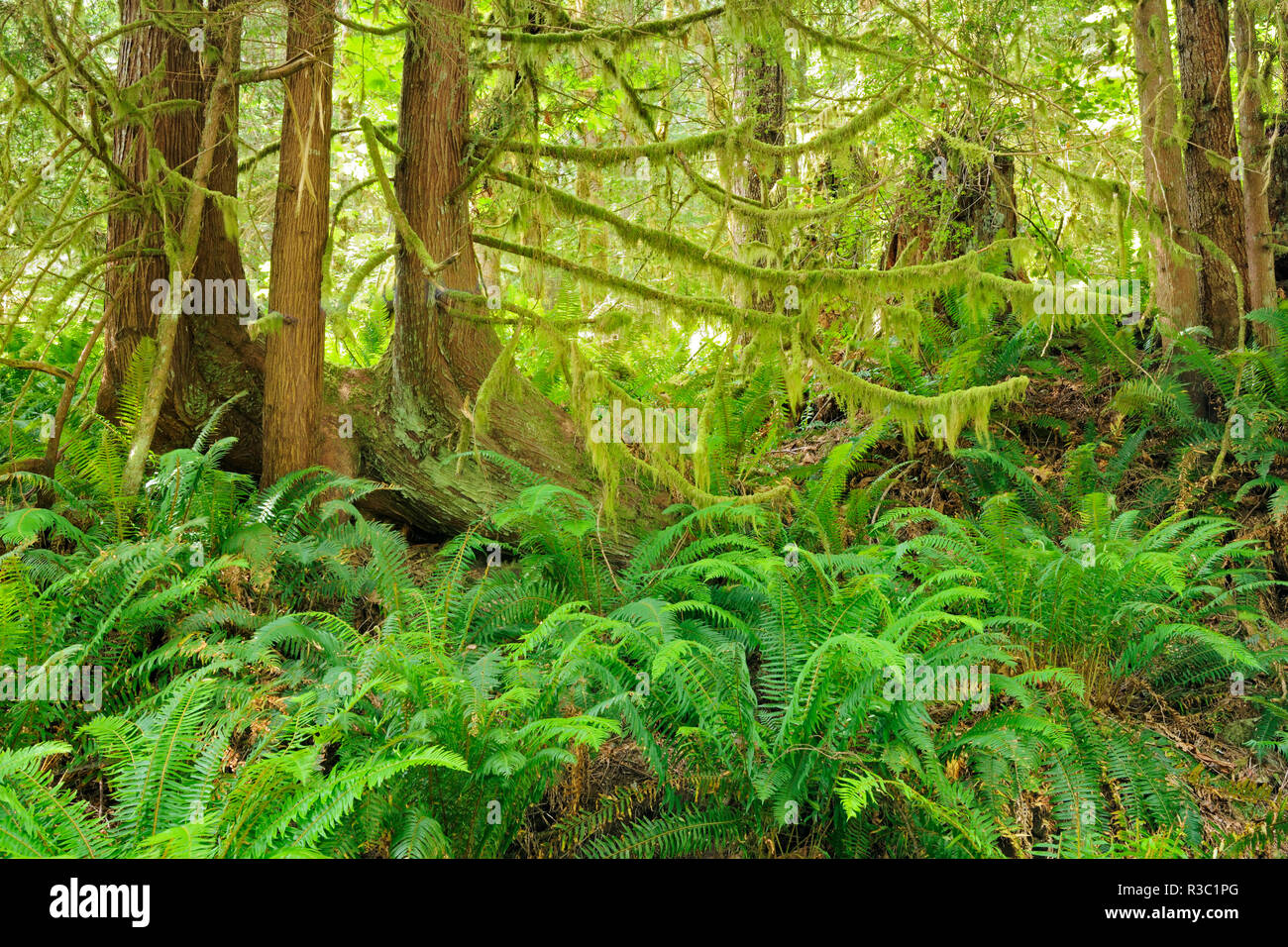 Rainforest scenic hi-res stock photography and images - Alamy