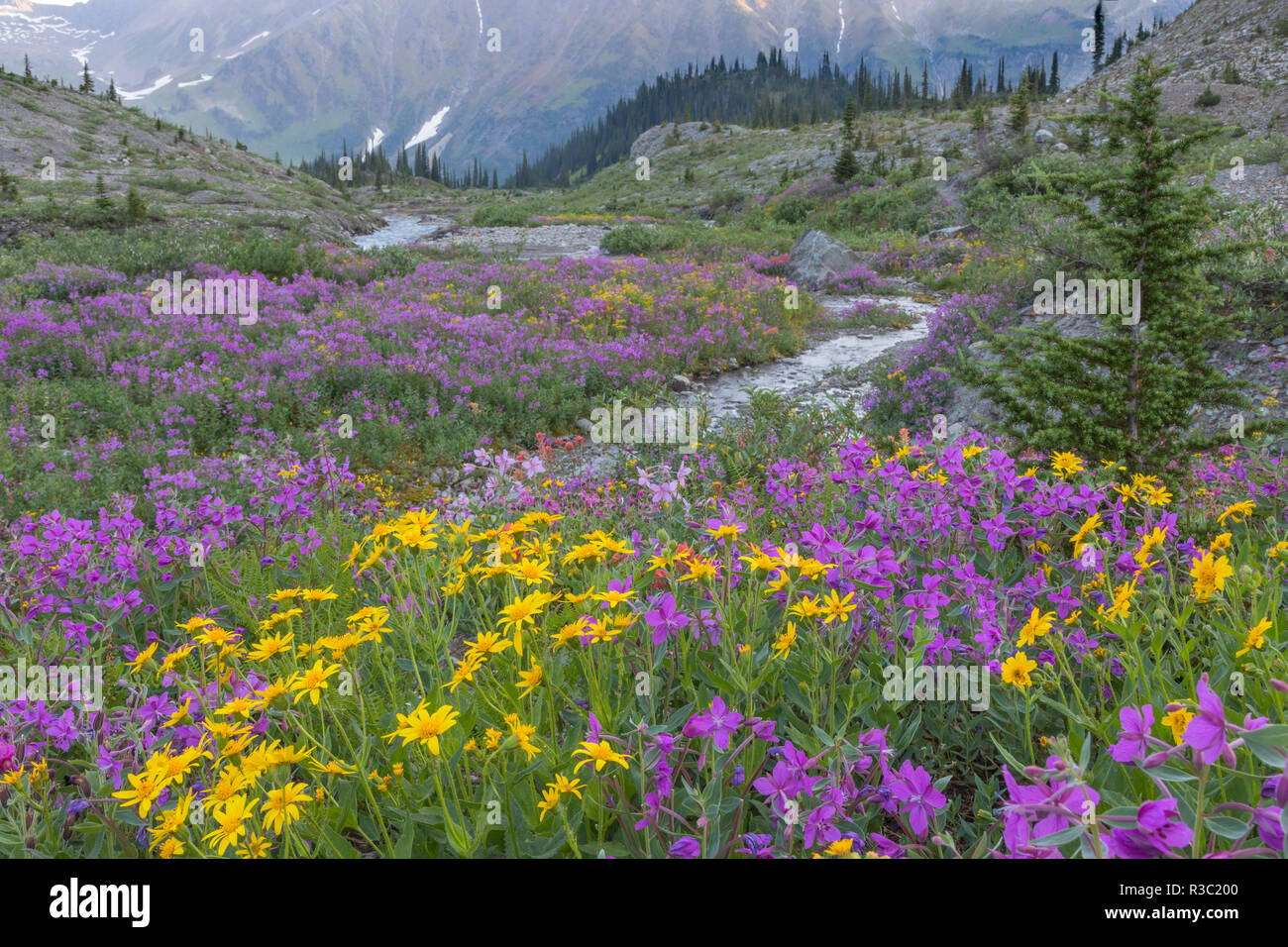 Stream in meadow hi-res stock photography and images - Alamy