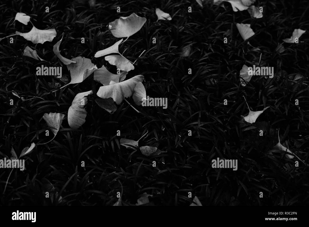 Autumn Leaves Falling Black and White Stock Photos & Images - Alamy