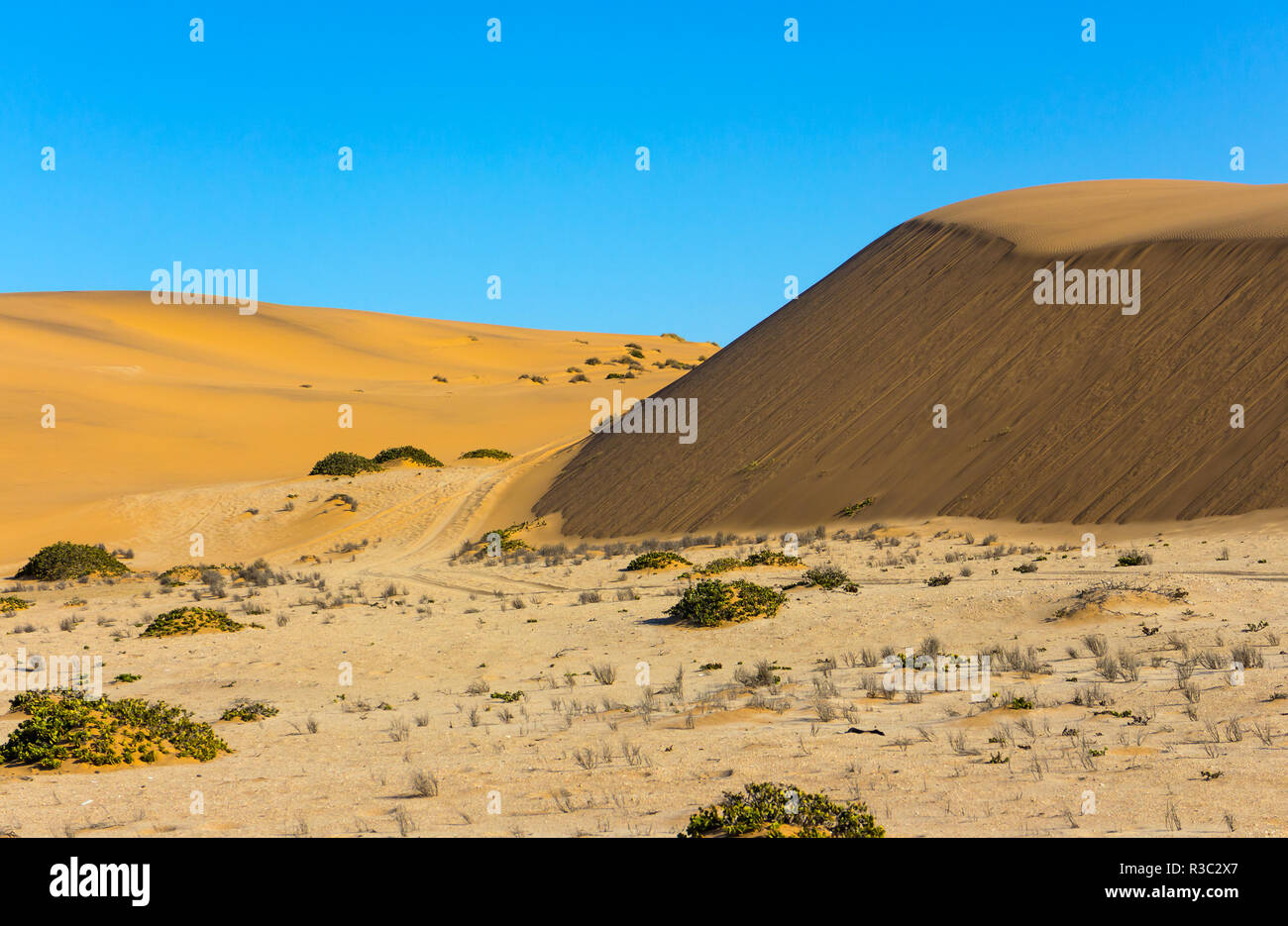 Sand dunes in the Namib desert, Namibia, wind swept after an overnight ...