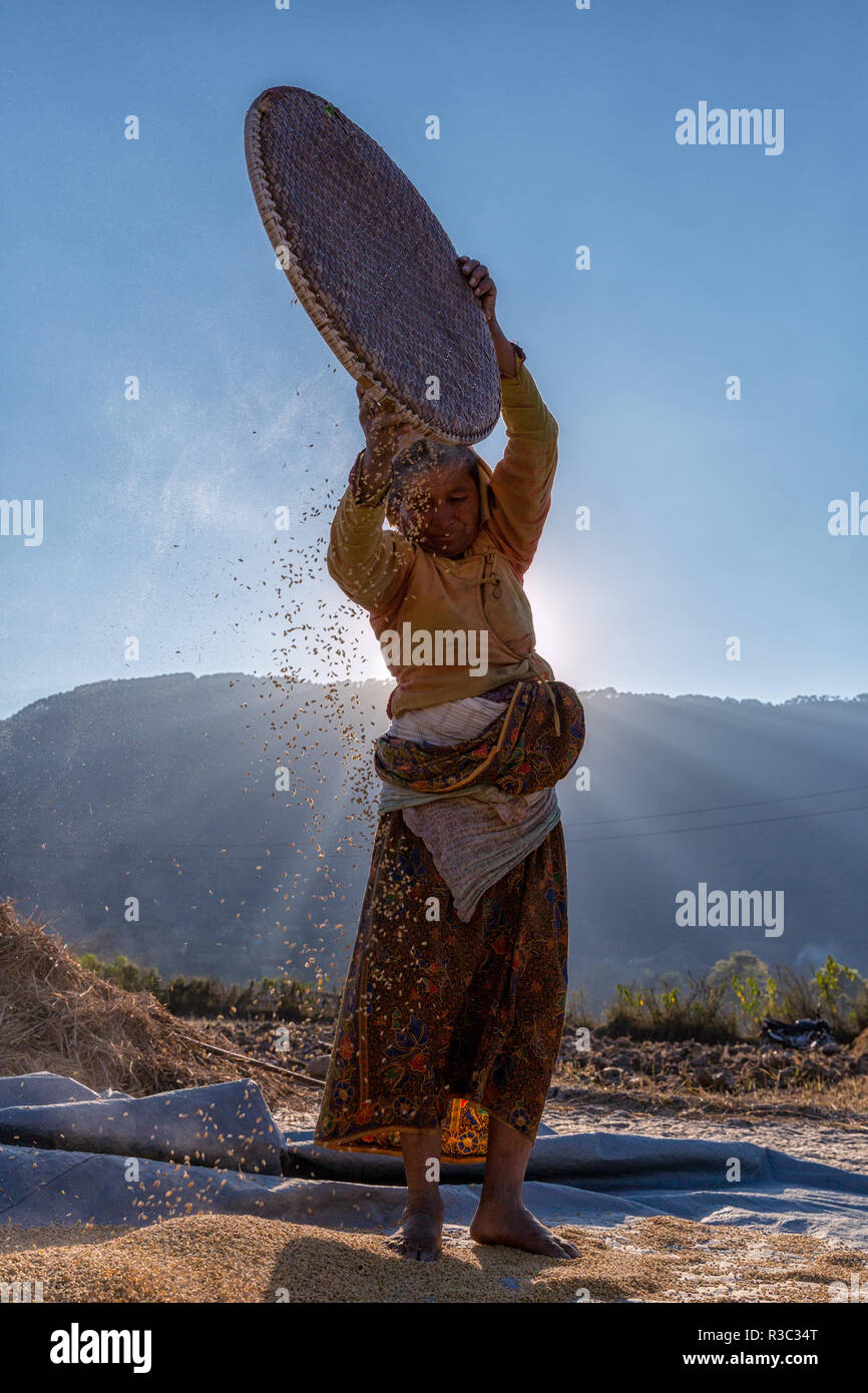 Winnowing basket hi-res stock photography and images - Alamy