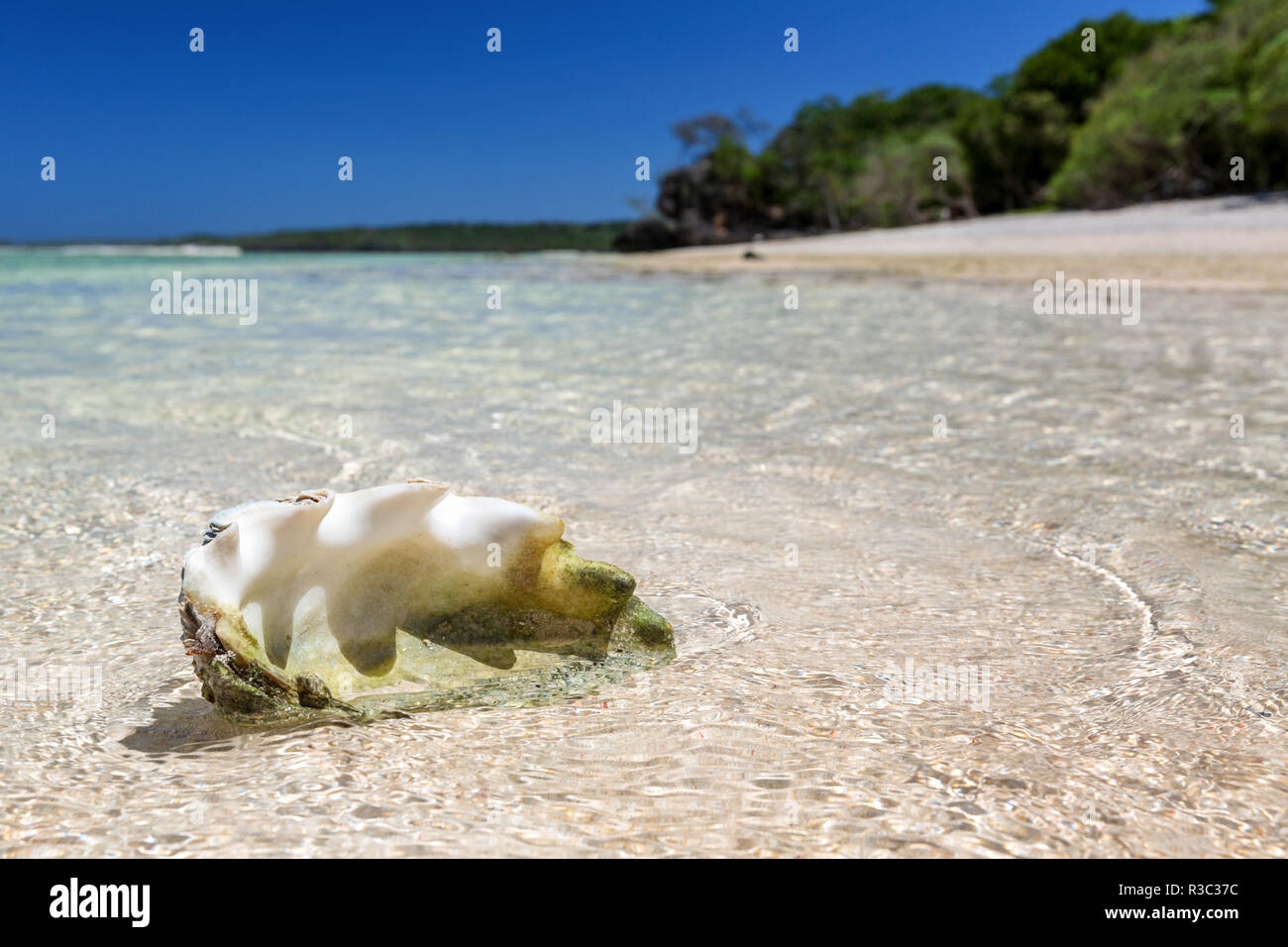 Seashell on a beach, Fiji Stock Photo - Alamy
