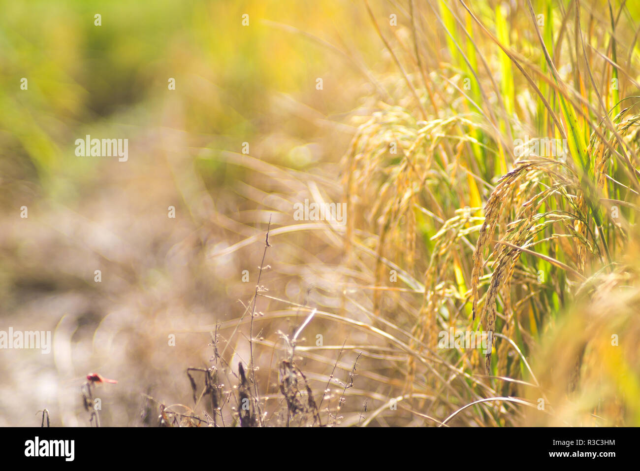 How is rice grown hi-res stock photography and images - Alamy
