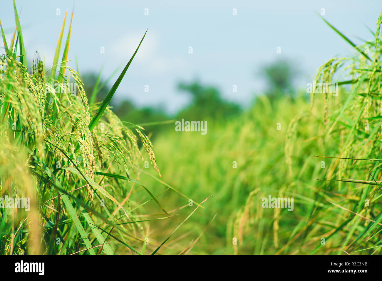 How is rice grown hi-res stock photography and images - Alamy