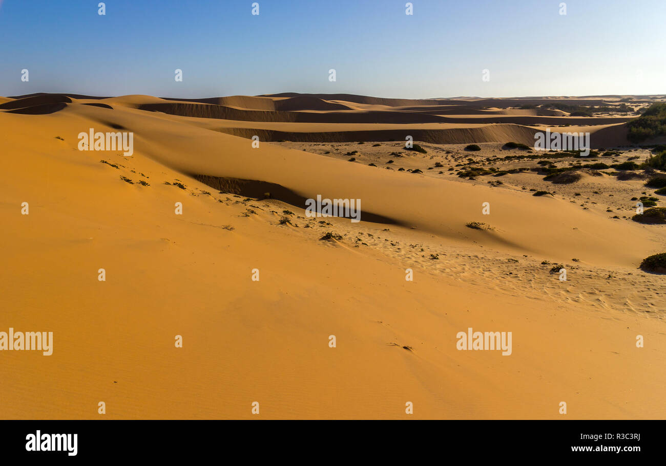 Sand dunes in the Namib desert, Namibia, wind swept after an overnight ...