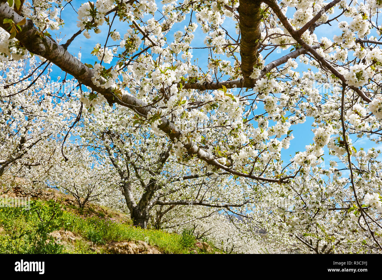 Cherry blossom in Jerte Valley, Caceres. Spring in Spain. Seasonal ...