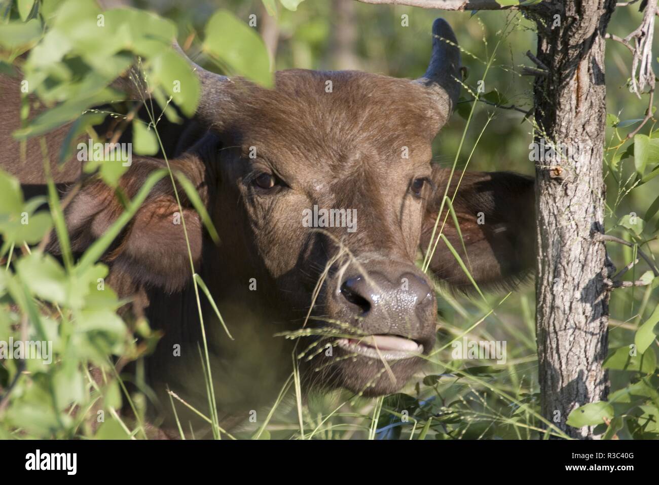 baby buffalo in a bush Stock Photo - Alamy