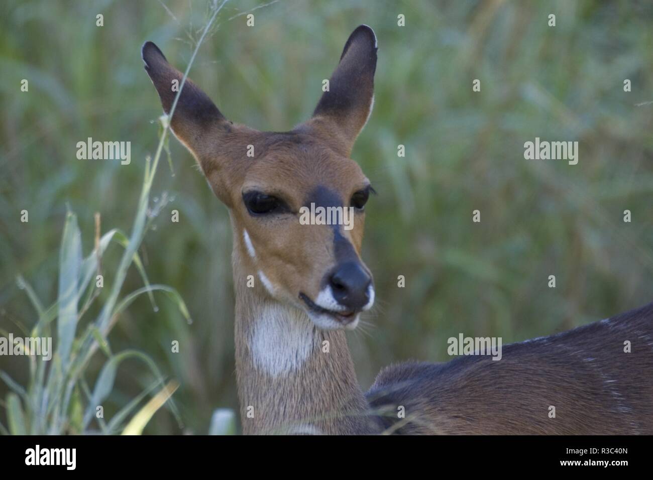 Nyala male female south africa hi-res stock photography and images - Alamy
