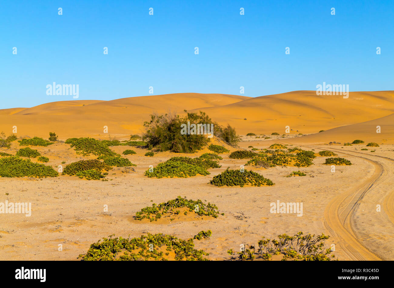 Sand dunes in the Namib desert, Namibia, wind swept after an overnight ...