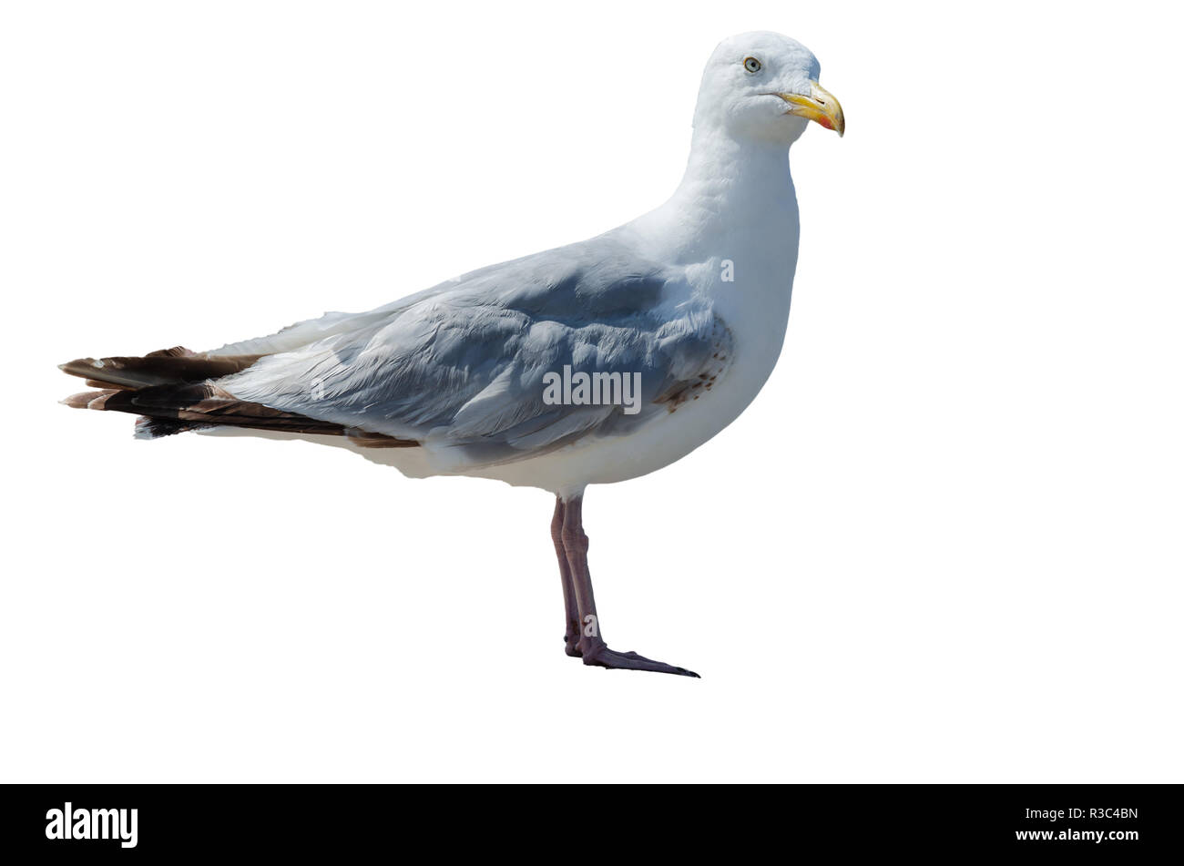 Flying kelp gull Cut Out Stock Images & Pictures - Alamy