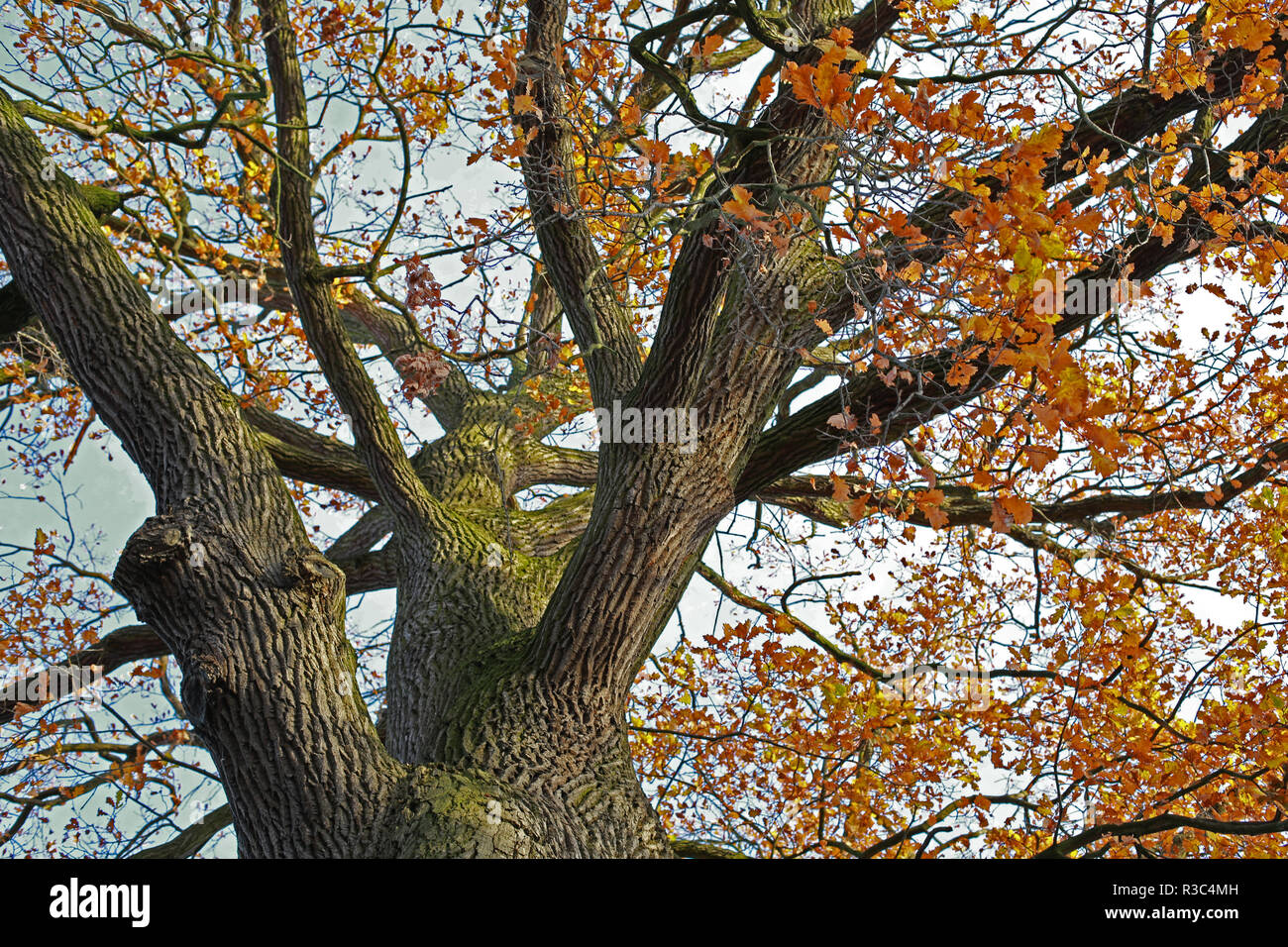 oak tree in autumn Stock Photo - Alamy