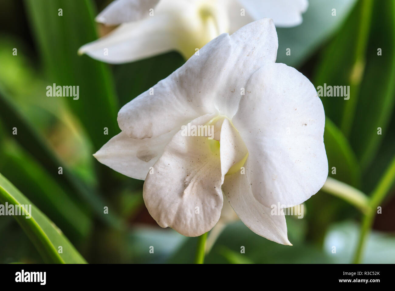 Green orchird hi-res stock photography and images - Alamy