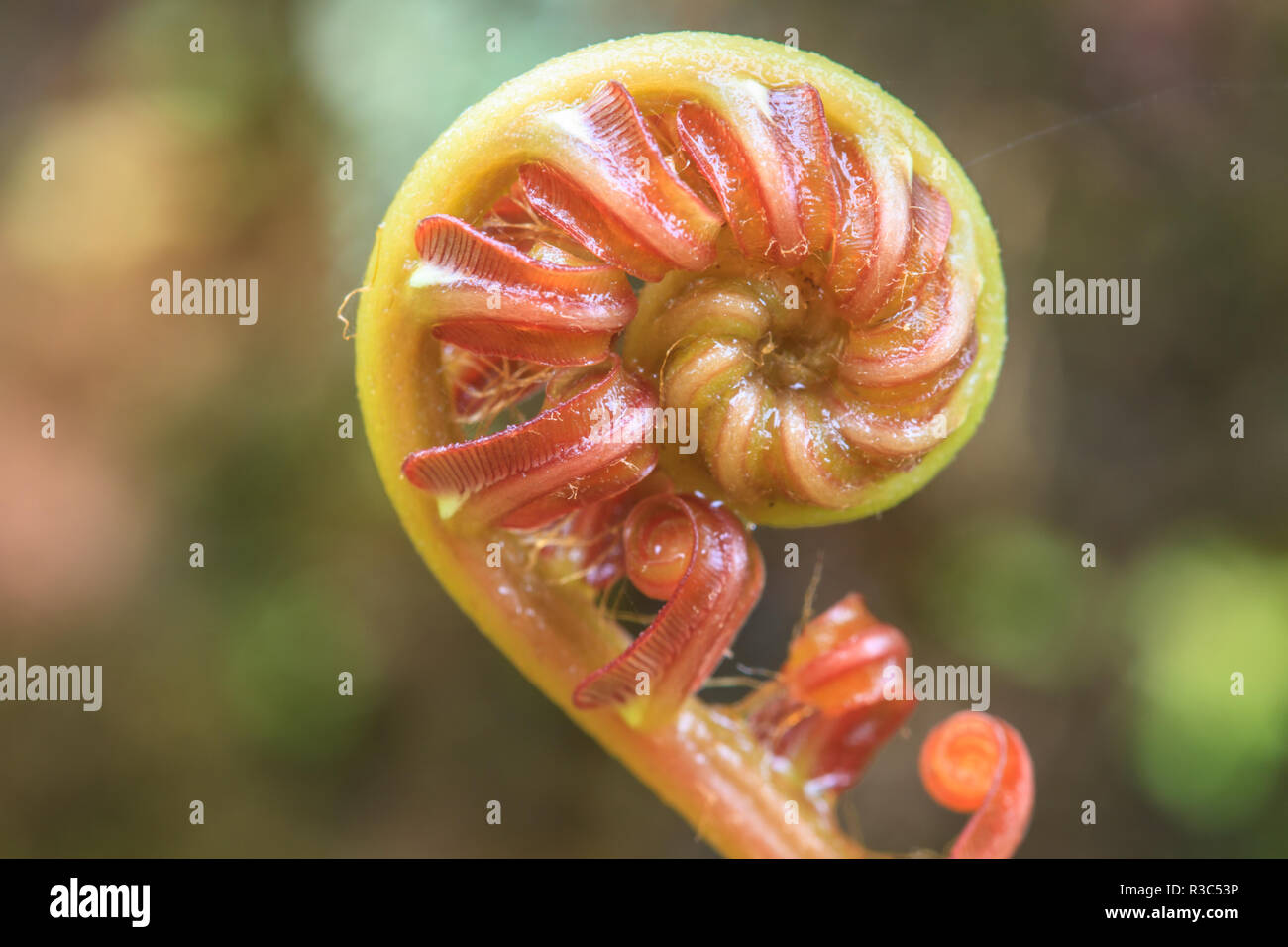 Helical growth hi-res stock photography and images - Alamy