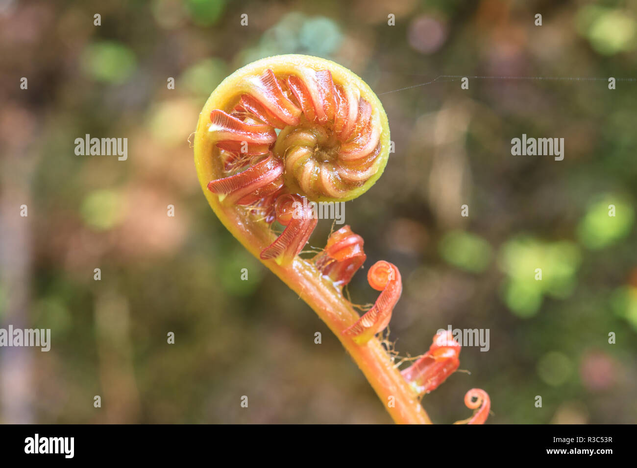 Helical growth hi-res stock photography and images - Alamy