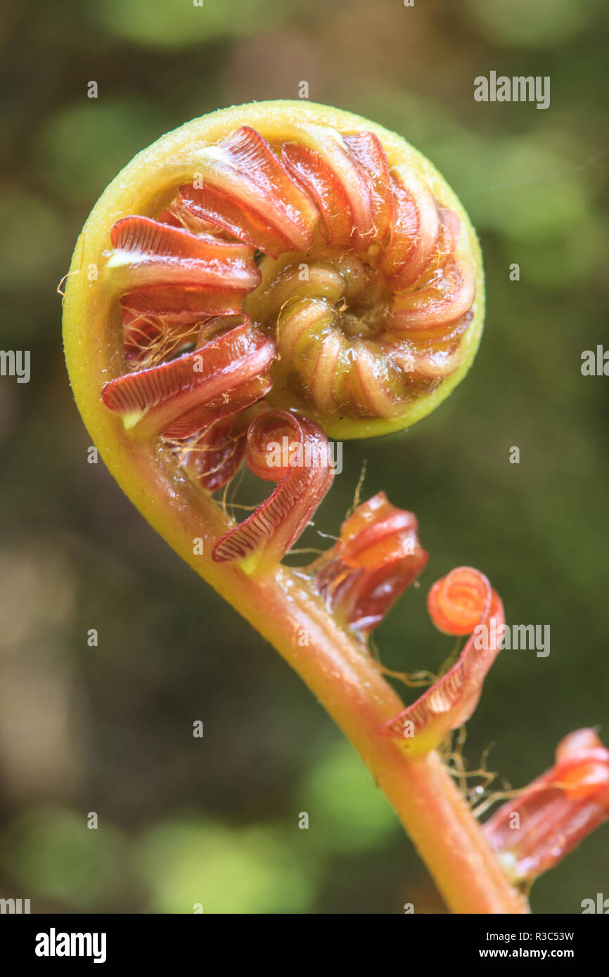 Helical growth hi-res stock photography and images - Alamy