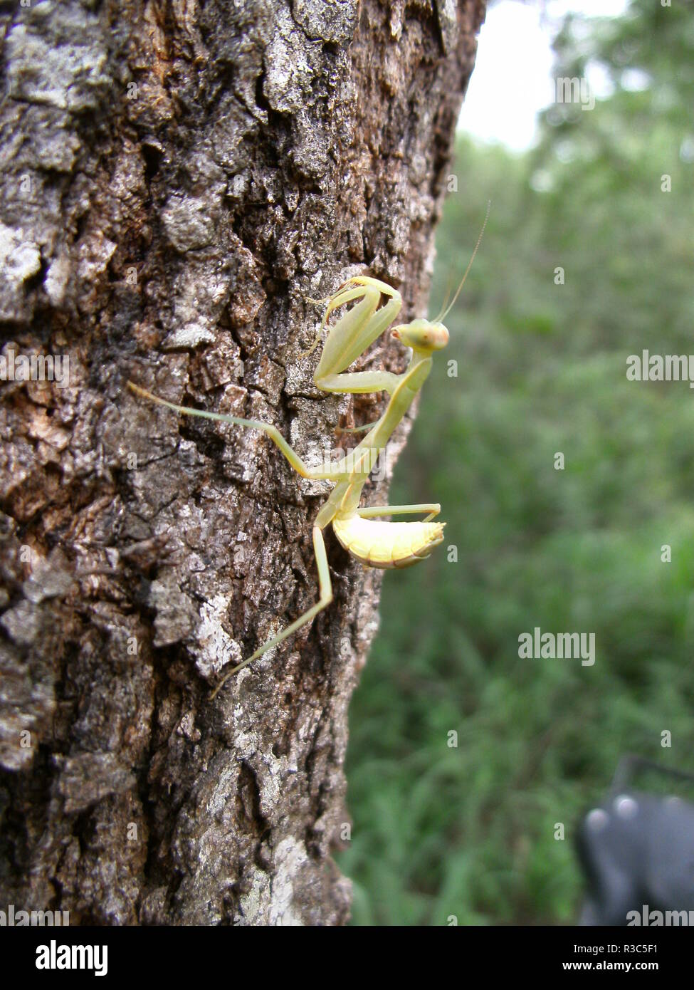 Green hell view hi-res stock photography and images - Alamy