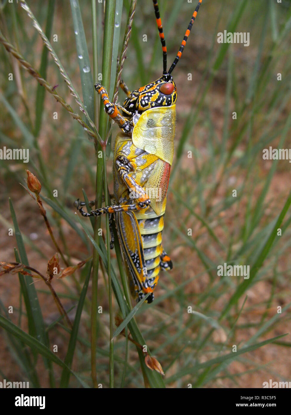 colorful grasshopper on blade of grass in swaziland Stock Photo - Alamy