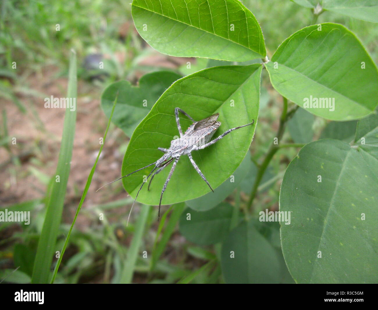Furry beetle hi-res stock photography and images - Alamy