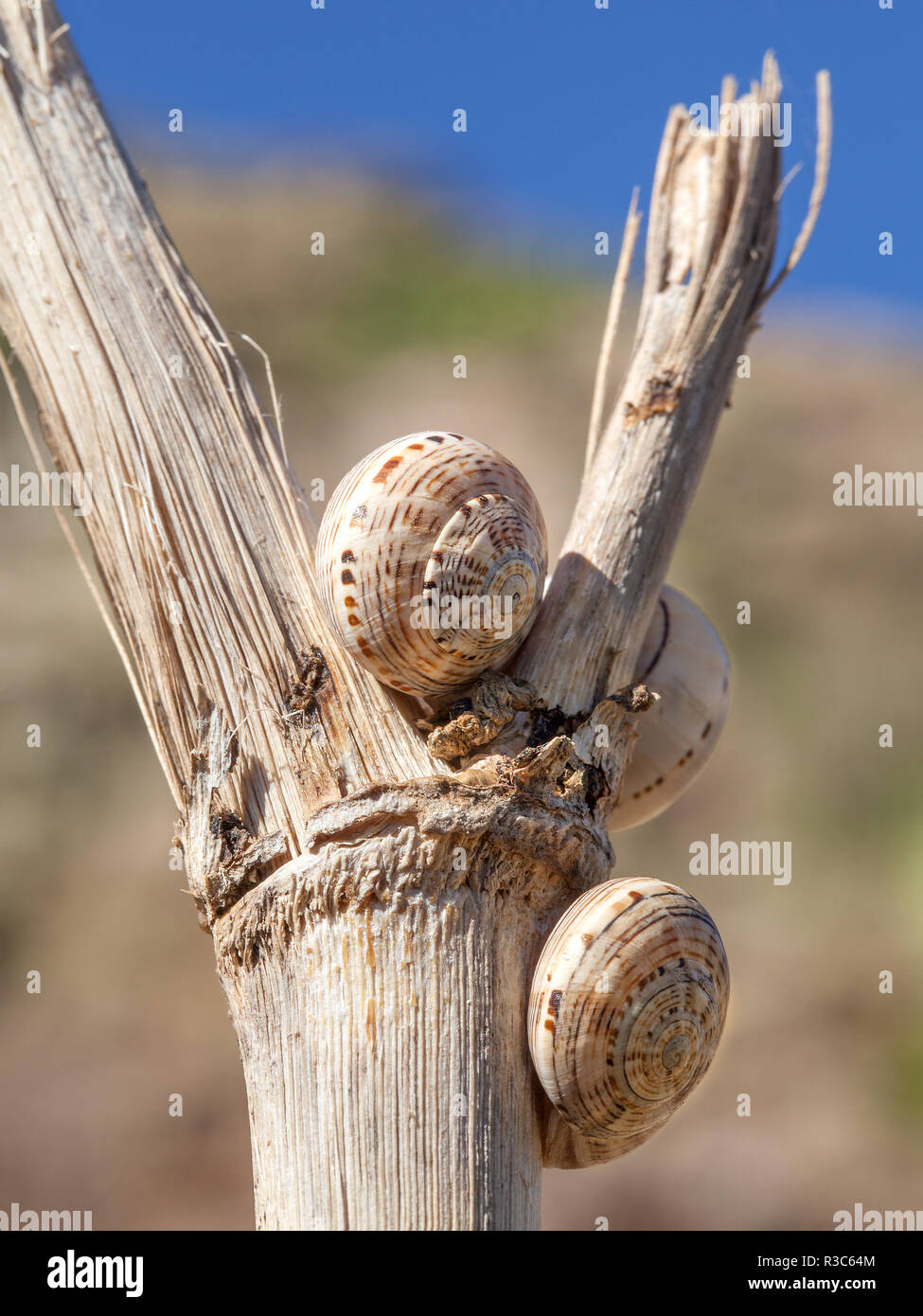 Rrt design hi-res stock photography and images - Alamy