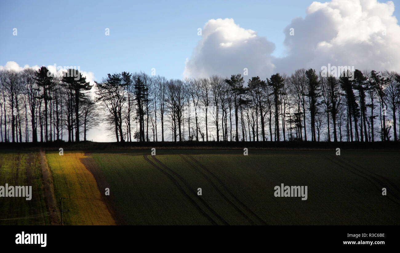 A line of trees, Wiltshire, England, Britain Stock Photo - Alamy