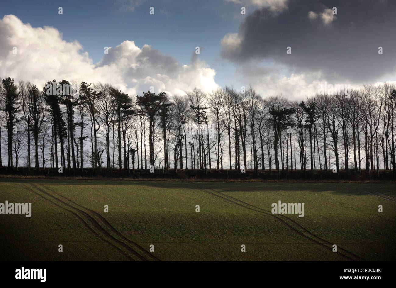 A line of trees, Wiltshire, England, Britain Stock Photo - Alamy