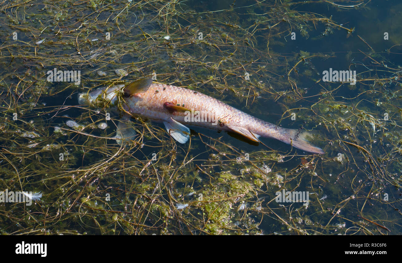 Carp Fish Dead Environment High Resolution Stock Photography and Images ...