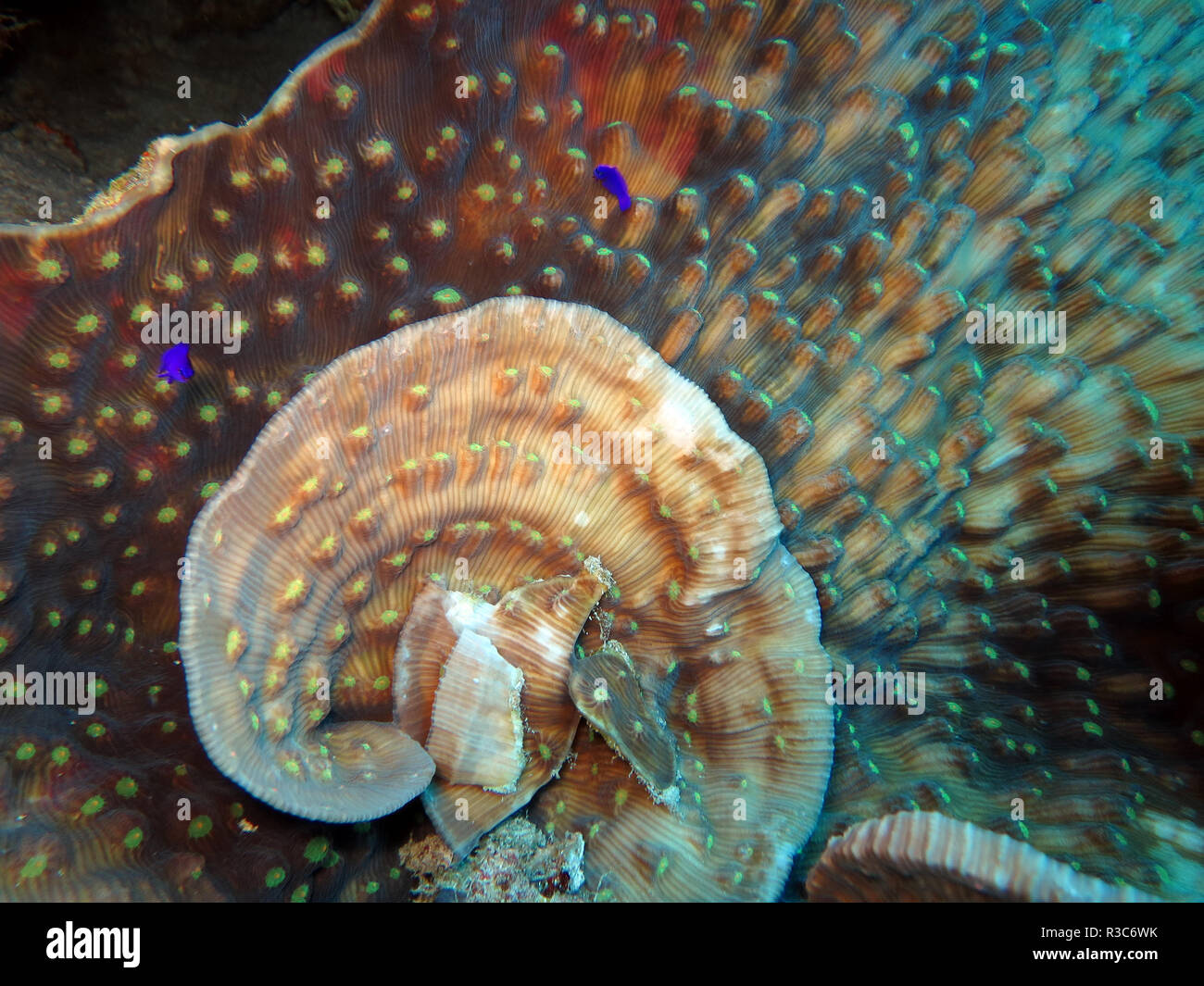 Mycedium elephantotus hi-res stock photography and images - Alamy