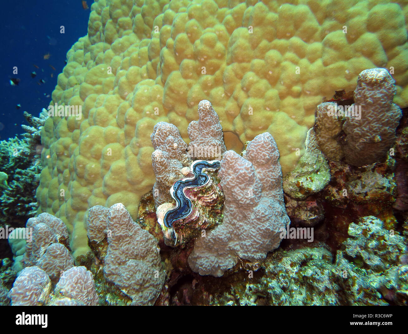 Giant mussel hi-res stock photography and images - Alamy