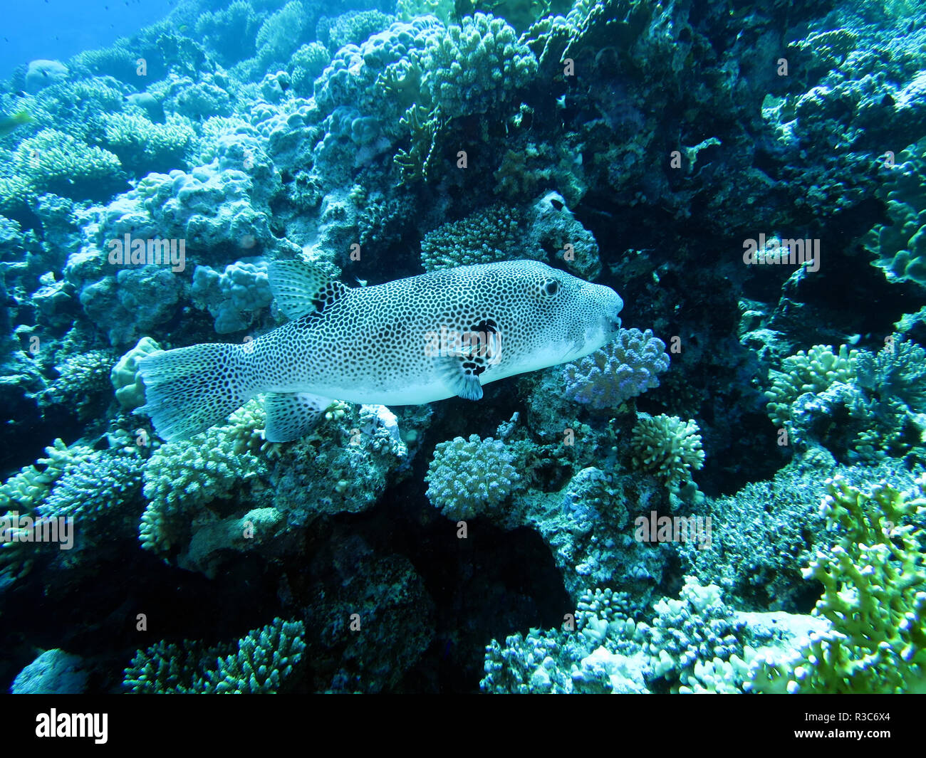 starry pufferfish - arothron stellatus Stock Photo - Alamy