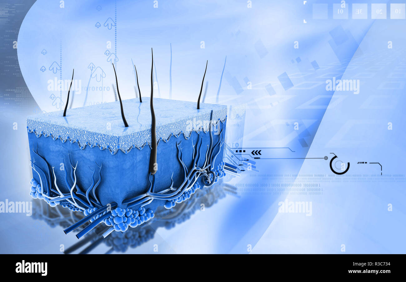 Sweat gland diagram hi-res stock photography and images - Alamy