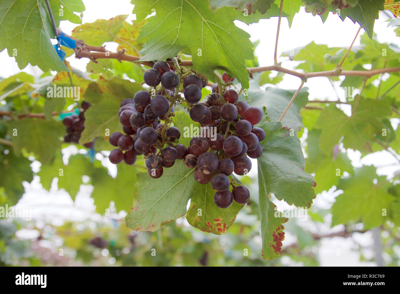Asian grapes hi-res stock photography and images - Alamy