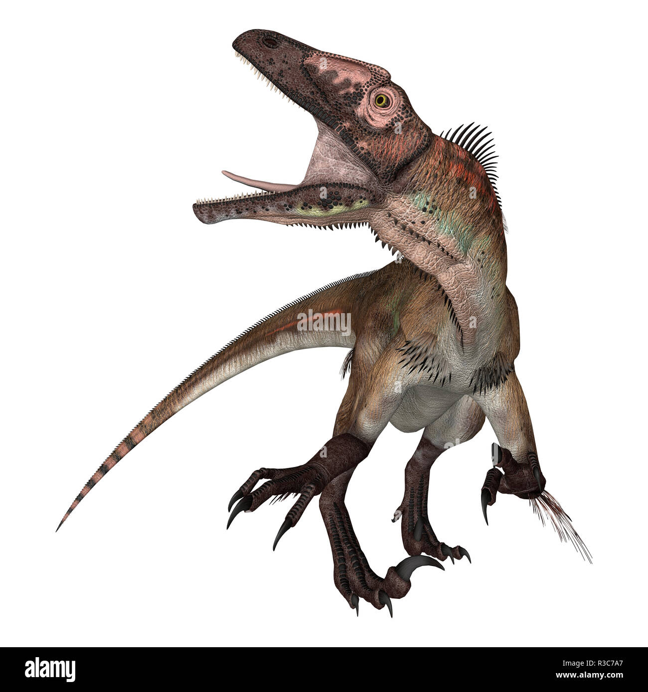 Utahraptor teeth hi-res stock photography and images - Alamy