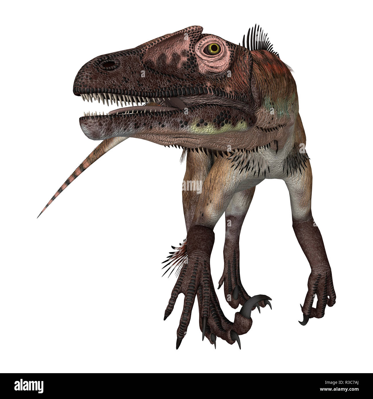 Utahraptor teeth hi-res stock photography and images - Alamy