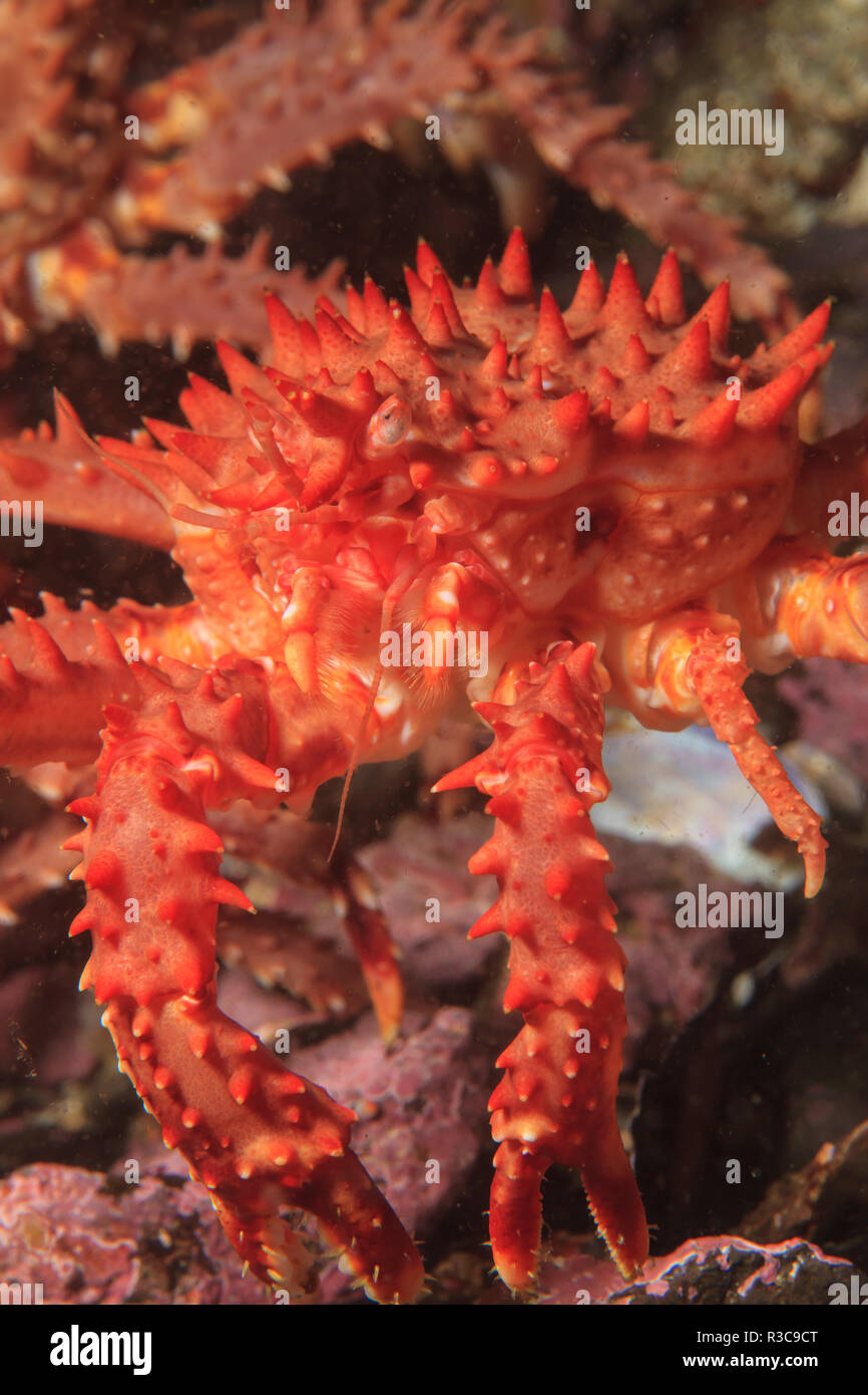Scarlet king crab hi-res stock photography and images - Alamy