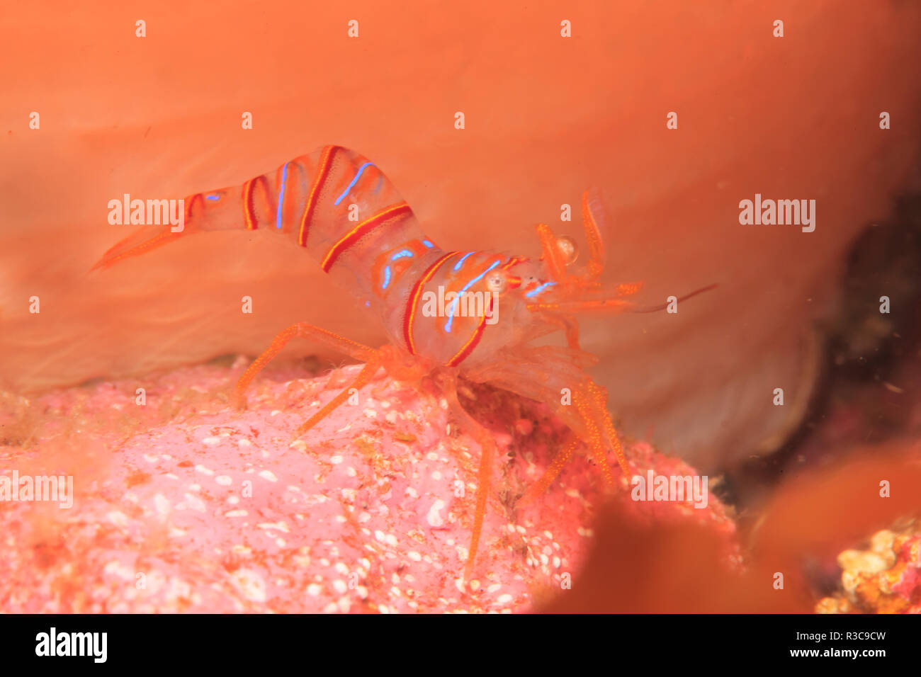 Clown Shrimp (Lebbeus grandimanus), Admiralty Island, Alaska, Inside ...
