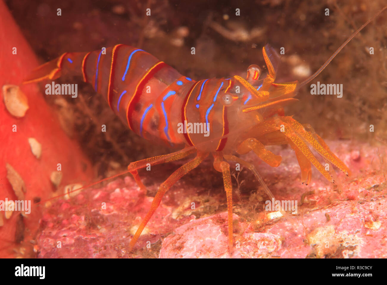 Clown Shrimp (Lebbeus grandimanus), Admiralty Island, Alaska, Inside ...