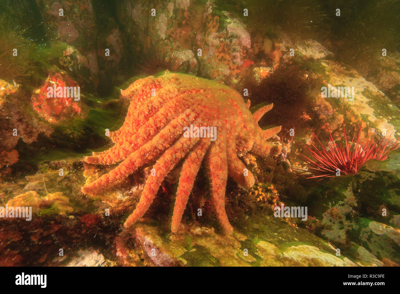 Scuba Diving near Meyers Chuck, North of Ketchikan, Alaska, USA Stock ...