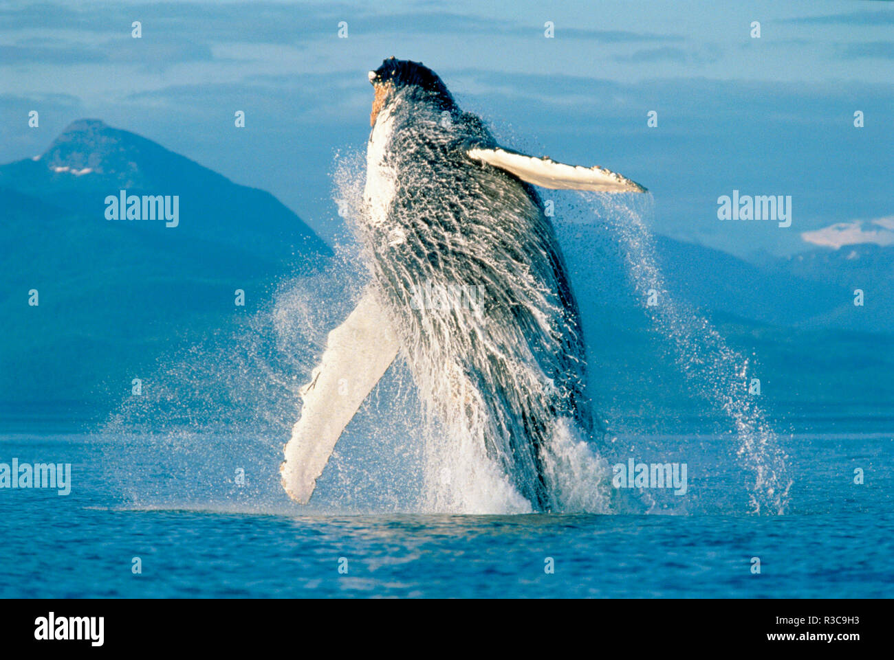 Humpback Whale breaching in Alaska Stock Photo - Alamy