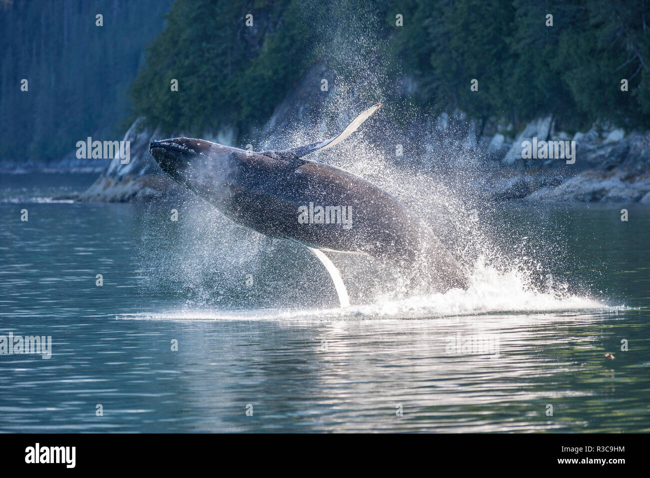 Tracy arm alaska whale hi-res stock photography and images - Alamy