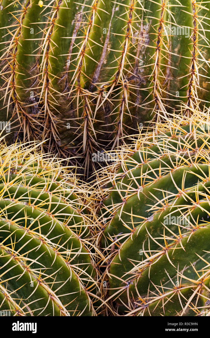 Spine patterns, Golden Barrel cactus, Echinocactus grusonii, Arizona ...