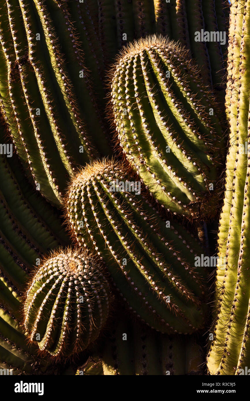 Saguaro cactus pattern, Carnegiea gigantea Stock Photo - Alamy