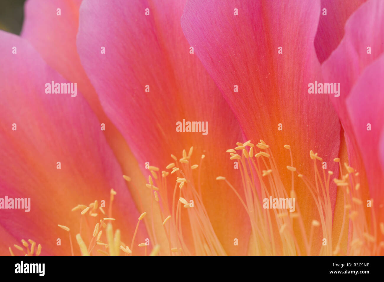 USA, Arizona. Torch cactus bloom close-up Stock Photo - Alamy