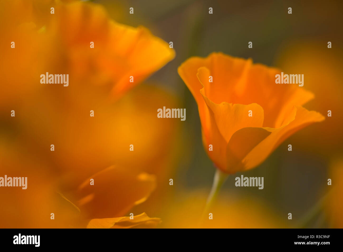 Gold poppy hi-res stock photography and images - Alamy