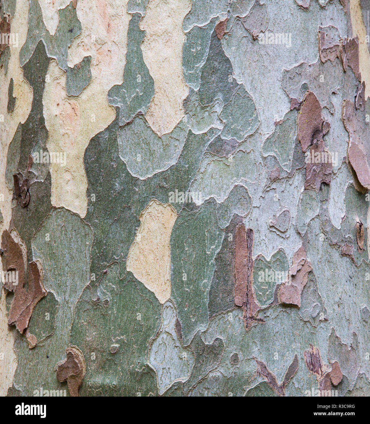 Sycamore tree bark design Oak Creek, Arizona Stock Photo - Alamy